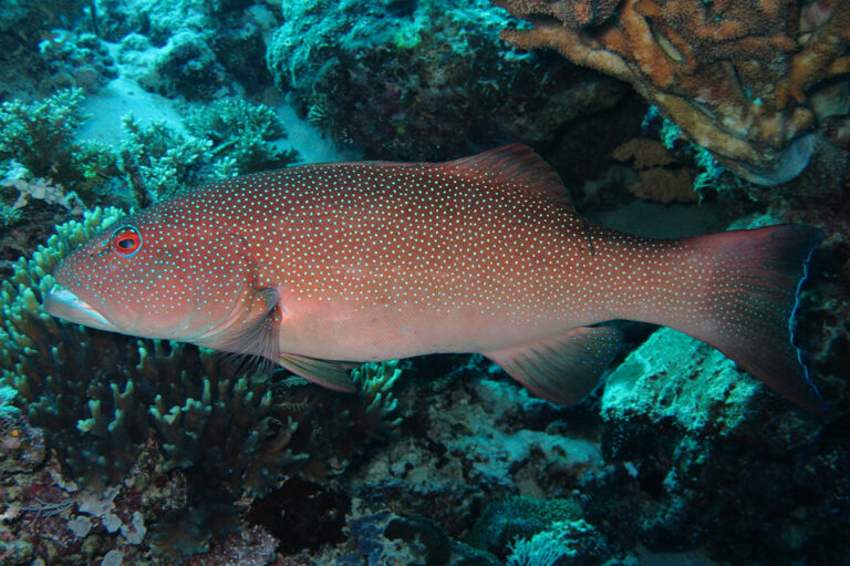 Know Your Fish - Common Coral Trout - Hastings Fly Fishers